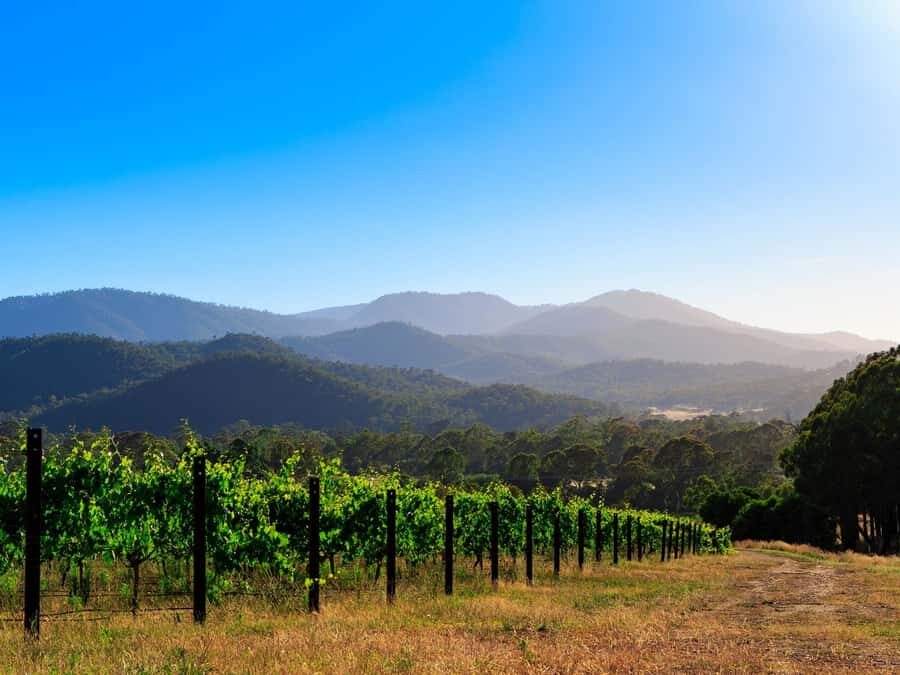 Pizzini Wines: Italian Wine Tasting and Picnic Experience - The Practical Bits