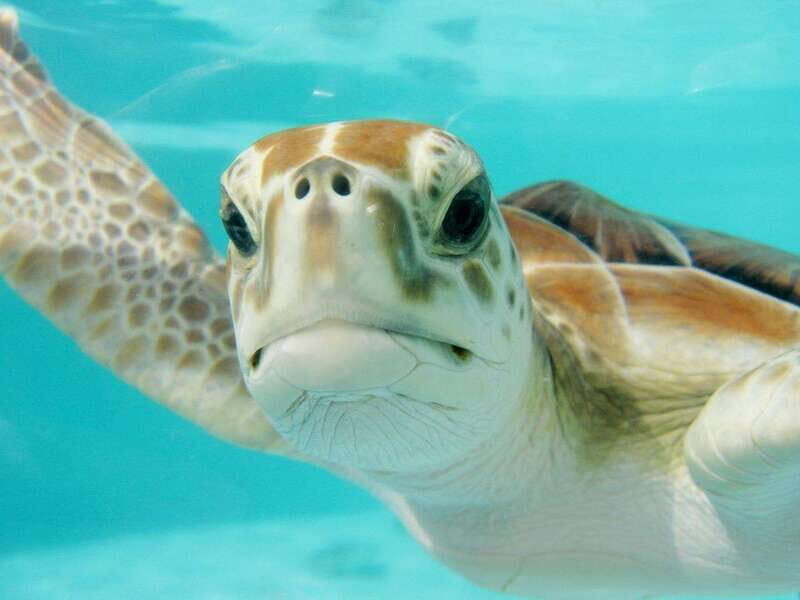 Playa del Carmen: Akumal Turtle Swim & Underground Cenote - Who Will Love This Tour?