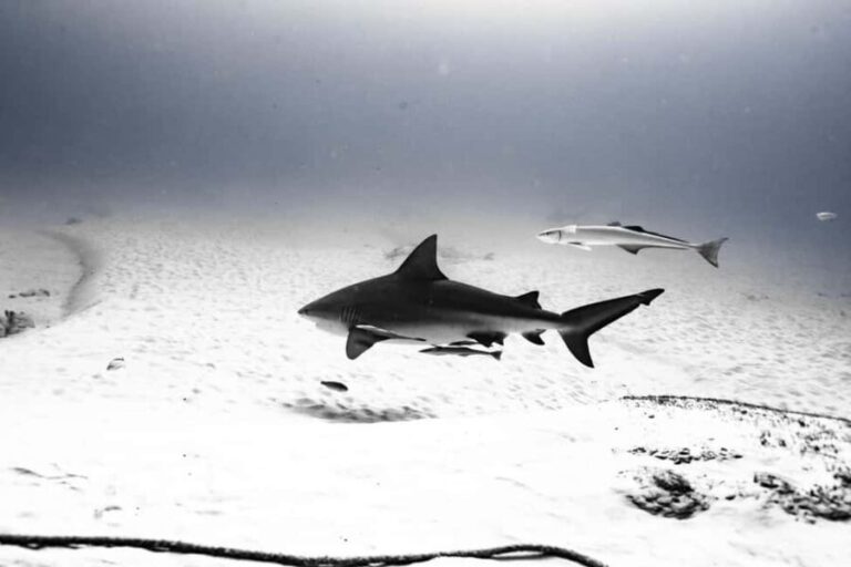 Playa del Carmen: Bull Shark Diving Experience - An in-depth look at the experience