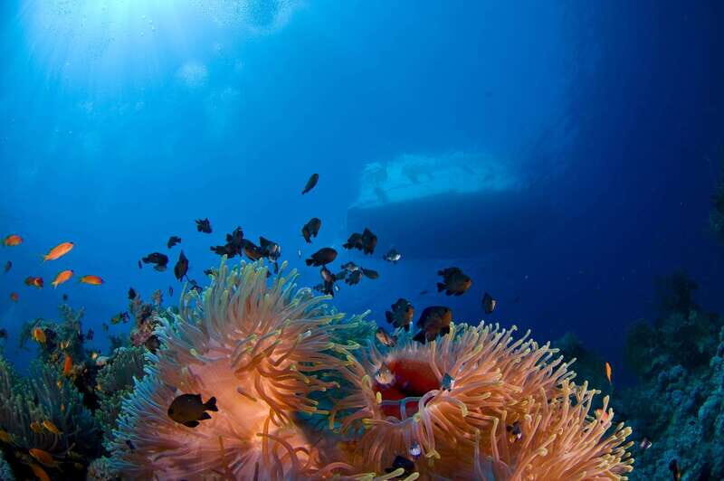 Playa del Carmen: Dive into our Local Reefs Today! - What You’ll Experience Underwater