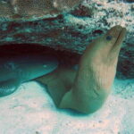 Playa del Carmen: Extreme Cozumel Diving by Speed Boat - The Practicalities: What This Tour Offers