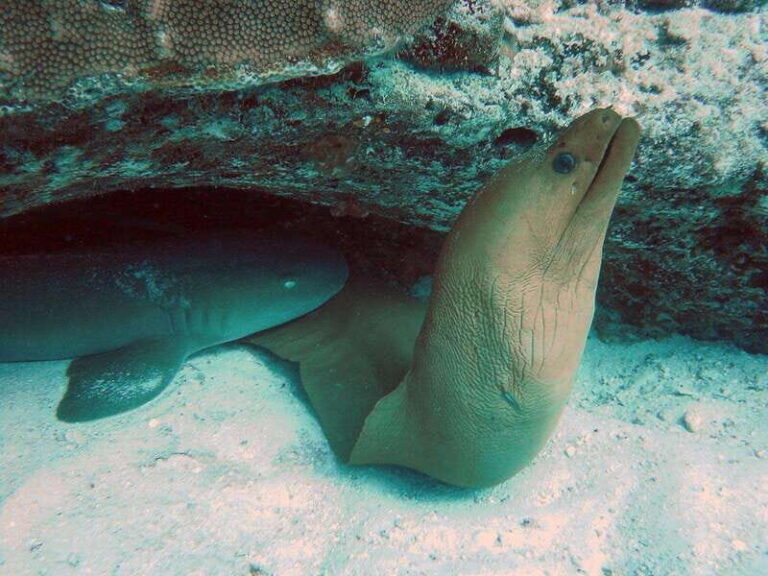 Playa del Carmen: Extreme Cozumel Diving by Speed Boat - The Practicalities: What This Tour Offers