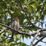 Playa del Carmen: Guided Birdwatching Hike - The Practical Details: What You Need to Know