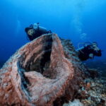 Playa del Carmen: Guided Reef Diving for Certified Divers - What to Expect from This Playa del Carmen Reef Diving Tour