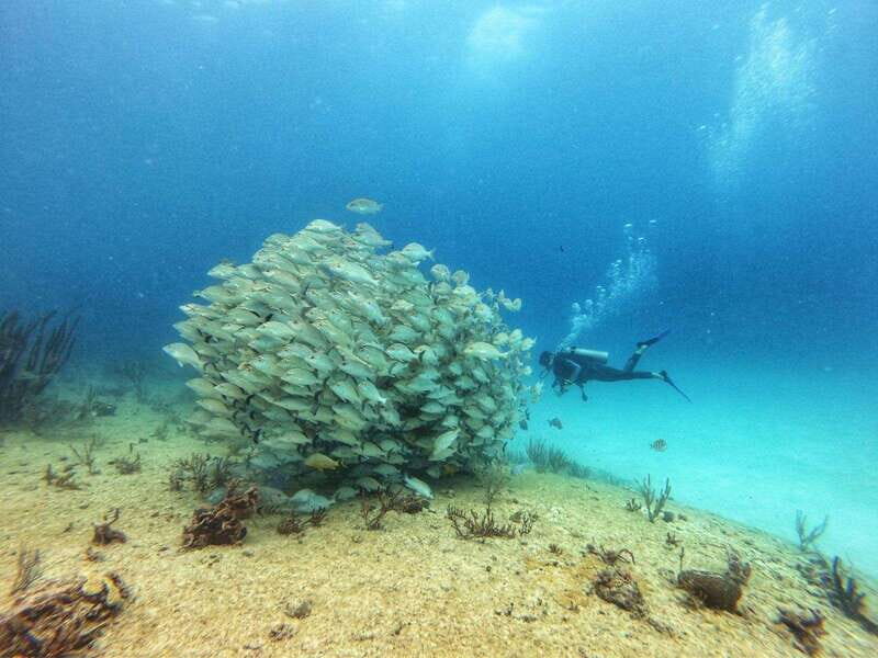 Playa del Carmen: MamaViña Wreck & Reef for Certified Divers - Who Is This Tour Best For?