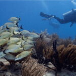 Playa del Carmen: Ocean Dive Tour - What Makes This Tour a Great Choice?