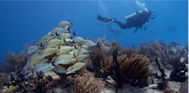 Playa del Carmen: Ocean Dive Tour - What Makes This Tour a Great Choice?