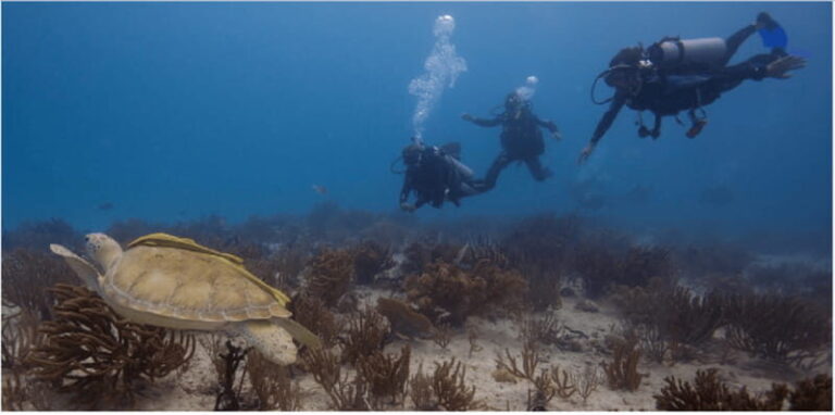 Playa del Carmen: Scuba Diver Certification Course - The Itinerary: What to Expect