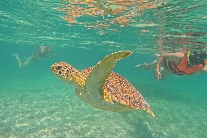Playa del Carmen Tour Akumal Swimming With Turtles And Lagoon Yal Ku - Practical Details and What to Expect