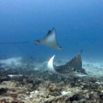 Playa del Carmen: Two Reefs Dives for Certified Divers - What to Expect from This Playa del Carmen Reef Diving Tour