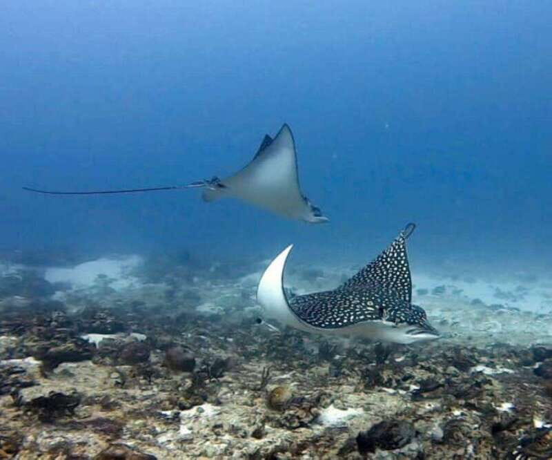 Playa del Carmen: Two Reefs Dives for Certified Divers - What to Expect from This Playa del Carmen Reef Diving Tour