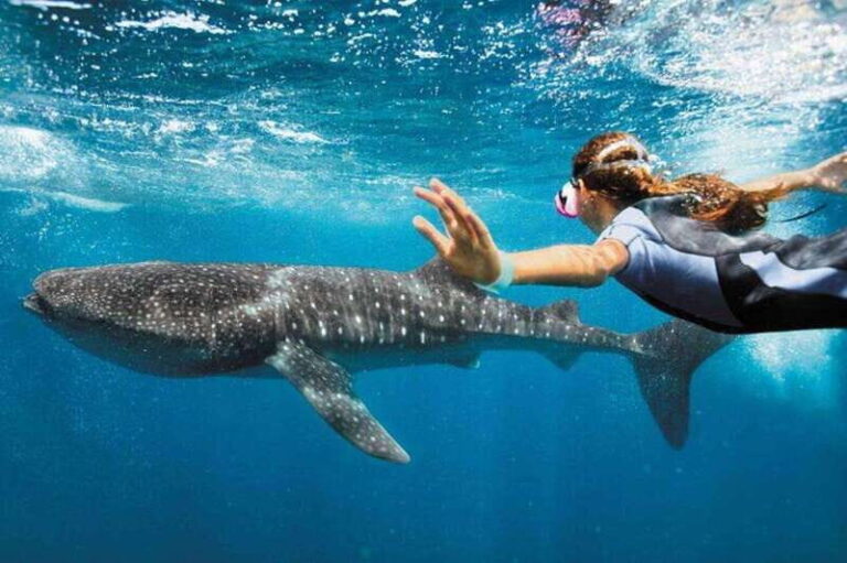 Playa del Carmen:Whale shark Experience in the Caribbean Sea - What Sets This Tour Apart?