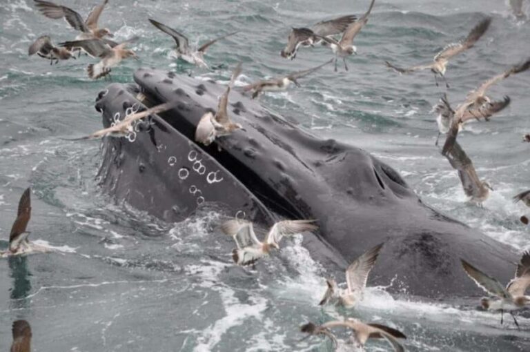 Plymouth: Whale Watching Cruise - Value and Practical Considerations