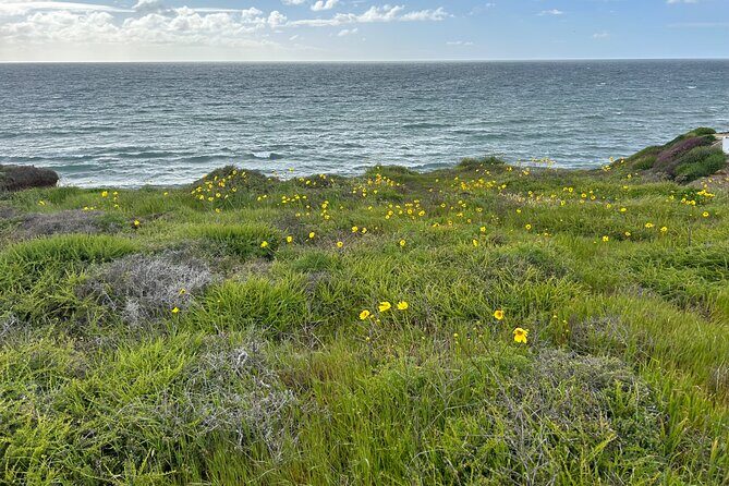 Point Loma Tide Pool Tour - Practical Details and What to Keep in Mind