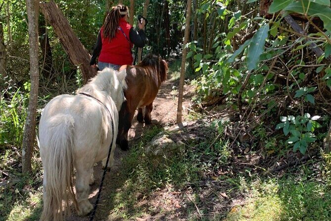 Pony Walking Adventure - Why This Tour Excels