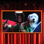 Popovich Comedy Pet Theater in Las Vegas - What to Expect at Popovich Comedy Pet Theater
