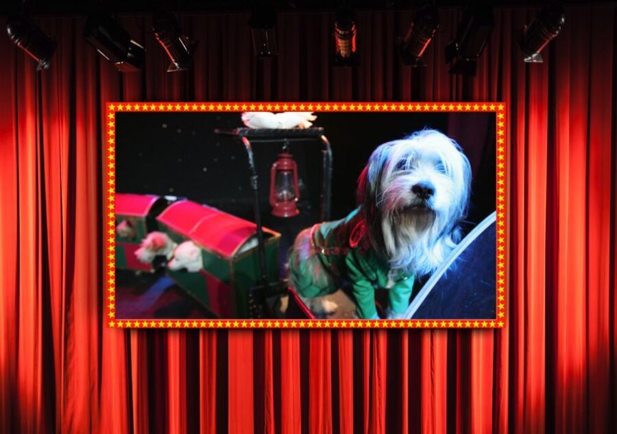 Popovich Comedy Pet Theater in Las Vegas - What to Expect at Popovich Comedy Pet Theater
