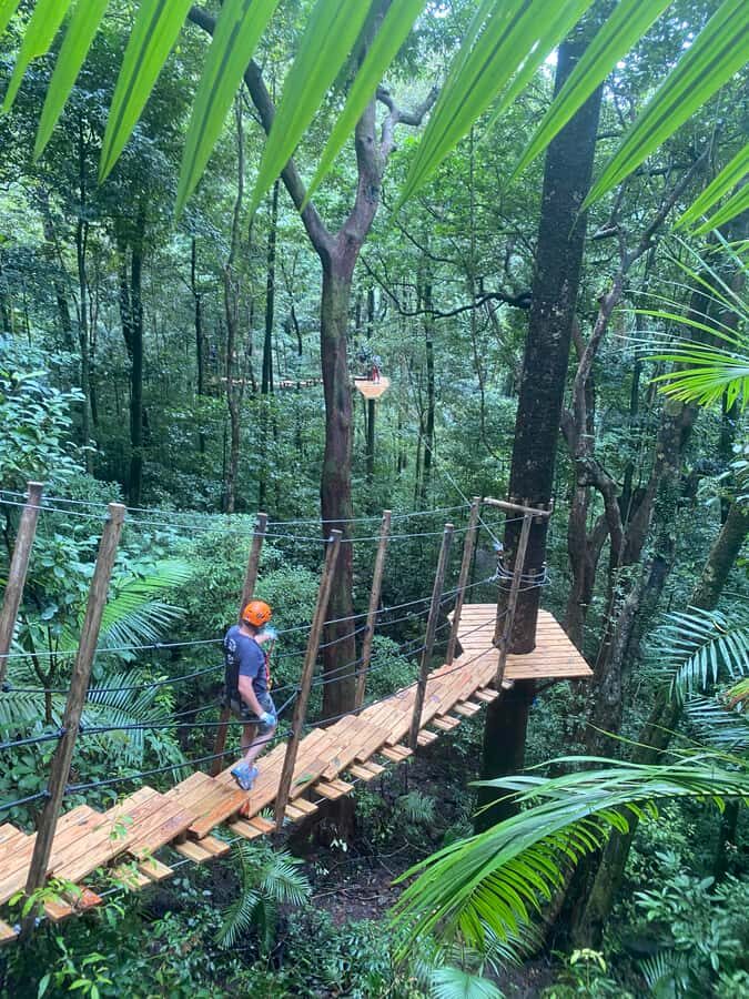 Port Douglas: Daintree National Park Tour, Cruise, & Zipline - Exploring Daintree in Multiple Dimensions
