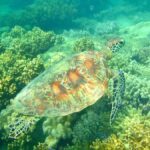 Port Douglas: Half-Day Low Island and Lagoon Snorkeling Tour - Transportation and Timing