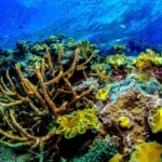 Port Douglas: Just 12 Passengers Guided Snorkel Reef Cruise - An In-Depth Look at the Experience