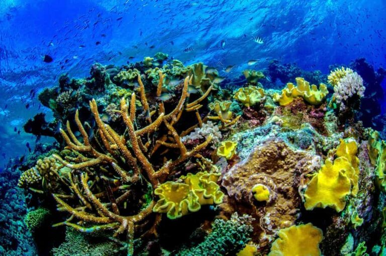 Port Douglas: Just 12 Passengers Guided Snorkel Reef Cruise - An In-Depth Look at the Experience