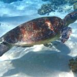 Port Douglas: Low Isles Afternoon Cruise on Luxury Catamaran - The Practicalities: What You Need to Know