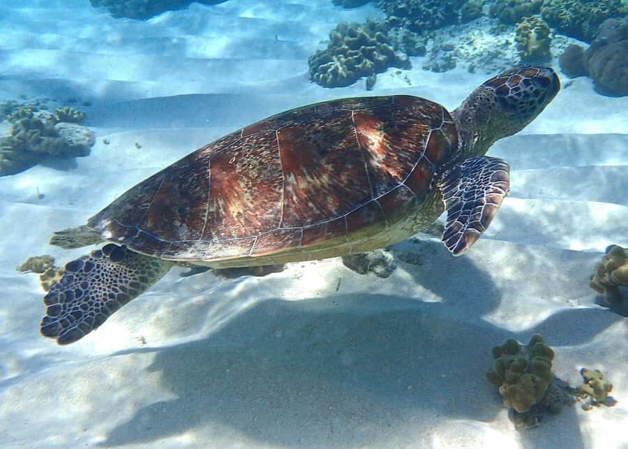 Port Douglas: Low Isles Afternoon Cruise on Luxury Catamaran - The Practicalities: What You Need to Know