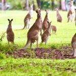 Port Douglas : Private Guide WILDLIFE Safari - What Makes This Tour Stand Out?