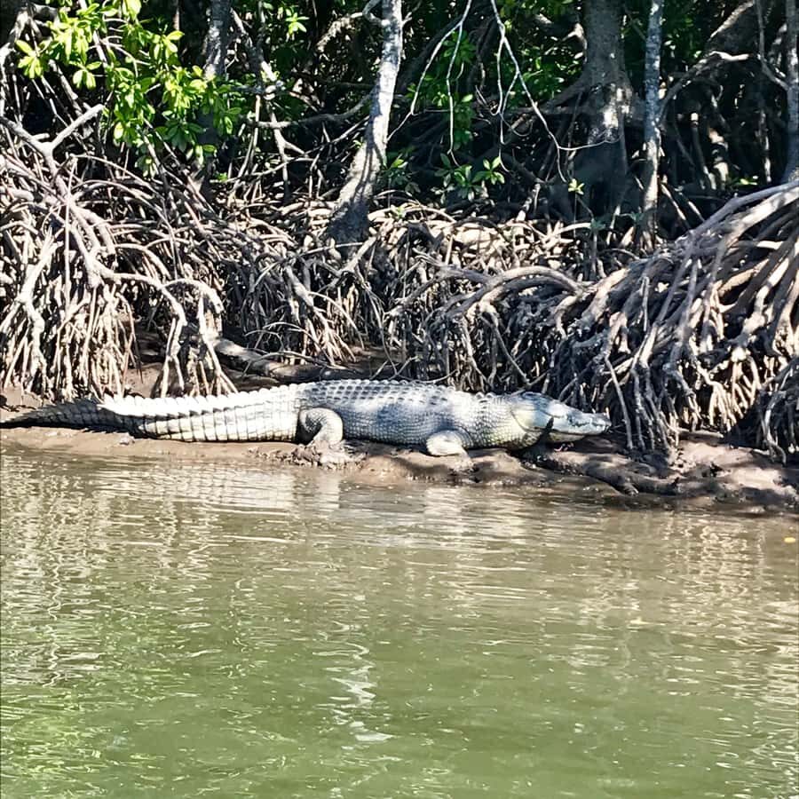 Port Douglas: River Cruise, Crocodile Spotting, Drink/ Snack - What Could Be Improved?