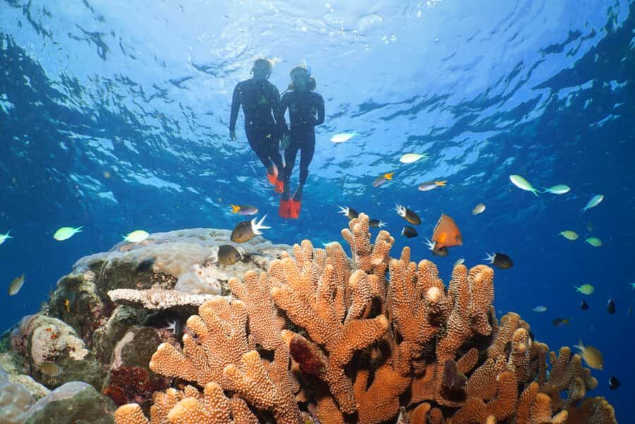 Port Douglas: Silversonic Great Barrier Reef Dive & Snorkel - The Experience — Why It Excels