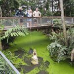 Port Douglas: Wildlife Habitat Croc Feed Experience & Entry - What to Expect from the Croc Feed Experience