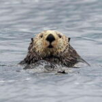 Port Hardy: Sea Otter and Whale Watching - Analyzing the Value