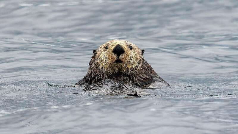 Port Hardy: Sea Otter and Whale Watching - Analyzing the Value