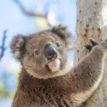 Port Lincoln Mikkira Station Wild Koala Safari Tour - Whats Included and How It Works