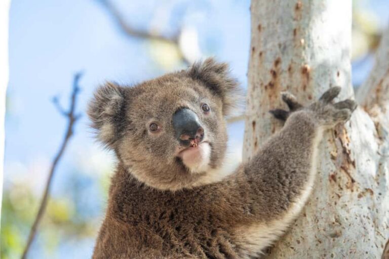 Port Lincoln Mikkira Station Wild Koala Safari Tour - Whats Included and How It Works