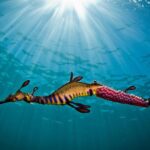 Port Phillip Bay Snorkeling with Sea Dragons - What to Expect on the Tour