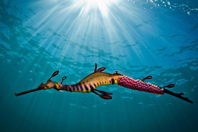 Port Phillip Bay Snorkeling with Sea Dragons - What to Expect on the Tour