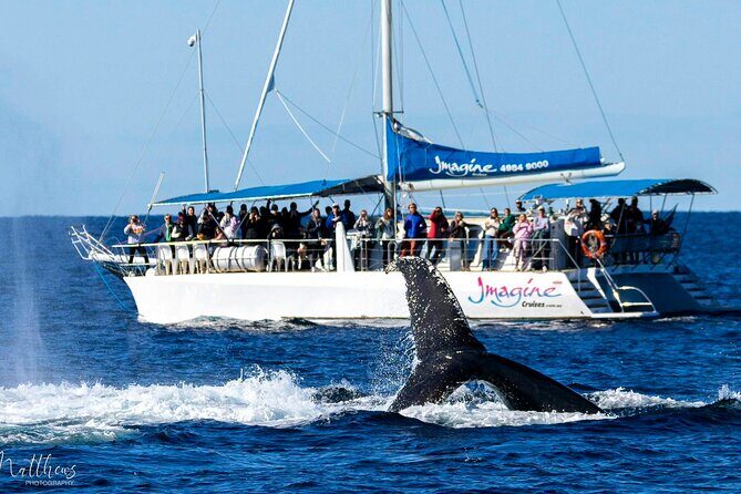 Port Stephens 3 Hour Whale and Dolphin Watch Cruise - Who Is This Tour Best For?
