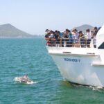 Port Stephens: Dolphin Discovery Cruise - What Do Reviewers Say?