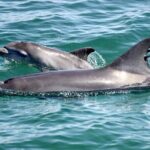 Port Stephens: Dolphin Watch Eco Adventure - An In-Depth Look at the Port Stephens Dolphin Watch Eco Adventure
