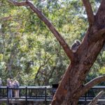 Port Stephens: Koala Sanctuary General Admission Ticket - Authentic Insights from Visitors