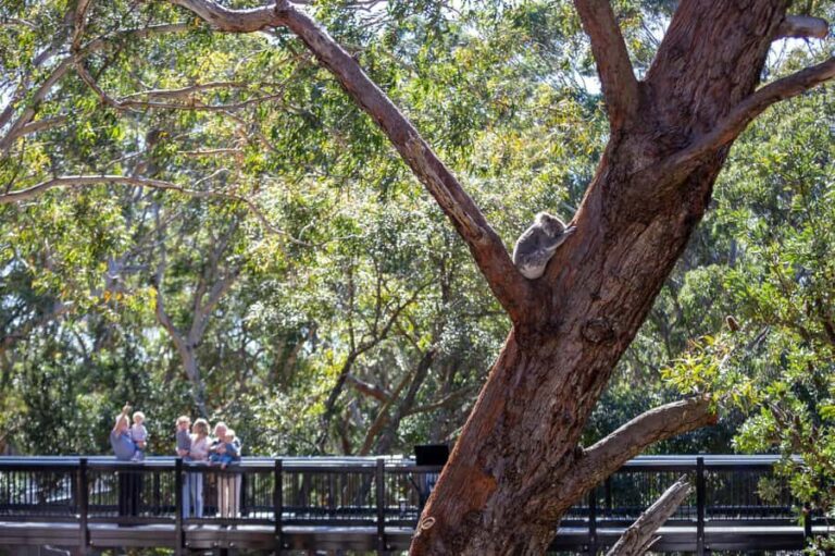 Port Stephens: Koala Sanctuary General Admission Ticket - Authentic Insights from Visitors