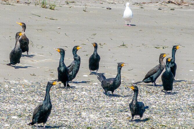 Port Townsend Wildlife Watching Cruise - How the Tour Is Structured