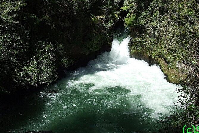 Ports of Tauranga/Rotorua/Tga - 6 Hours Rotorua Highlights Tour - Authentic Insights from Reviewers