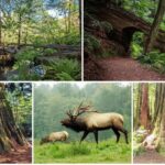 Prairie Creek State Park: Redwood Forest Hiking Tour - Guides Who Make It Special