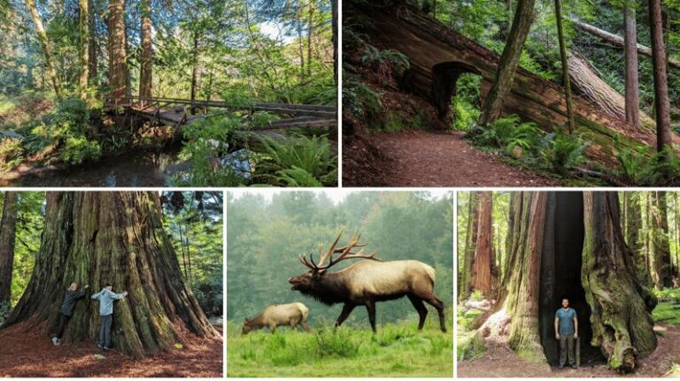 Prairie Creek State Park: Redwood Forest Hiking Tour - Guides Who Make It Special