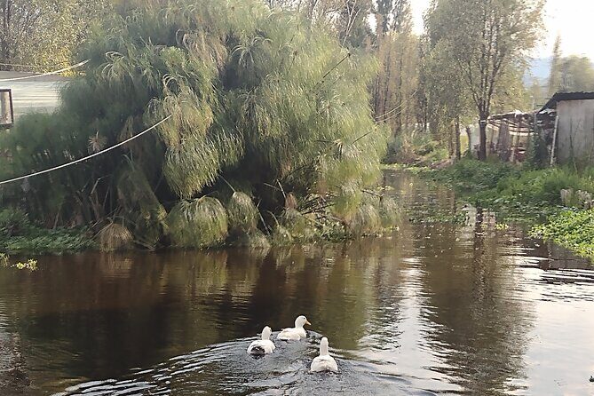 Pre-Hispanic Xochimilco and ajolotario. Private Ecotour. - Authentic and Educational Experience
