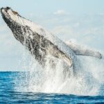 Premier Whale Watching Byron Bay - Final Thoughts