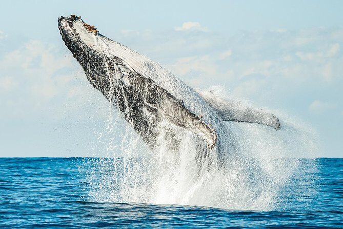 Premier Whale Watching Byron Bay - Final Thoughts
