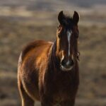 Premier Wildlife Tours in Saguaro National Park - Authentic Experiences Revealed from Reviews